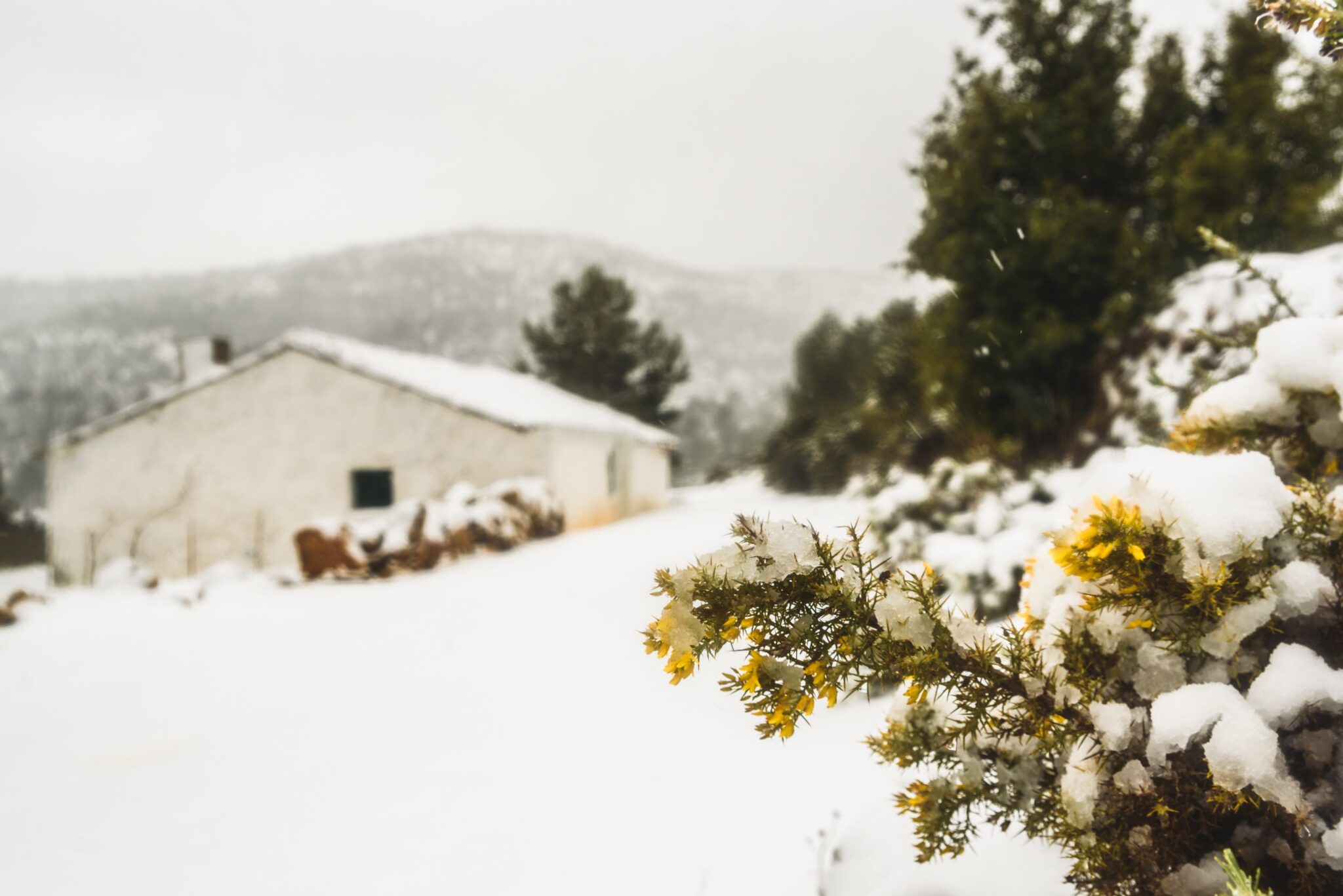 Neve em Portugal: onde e quando ver?